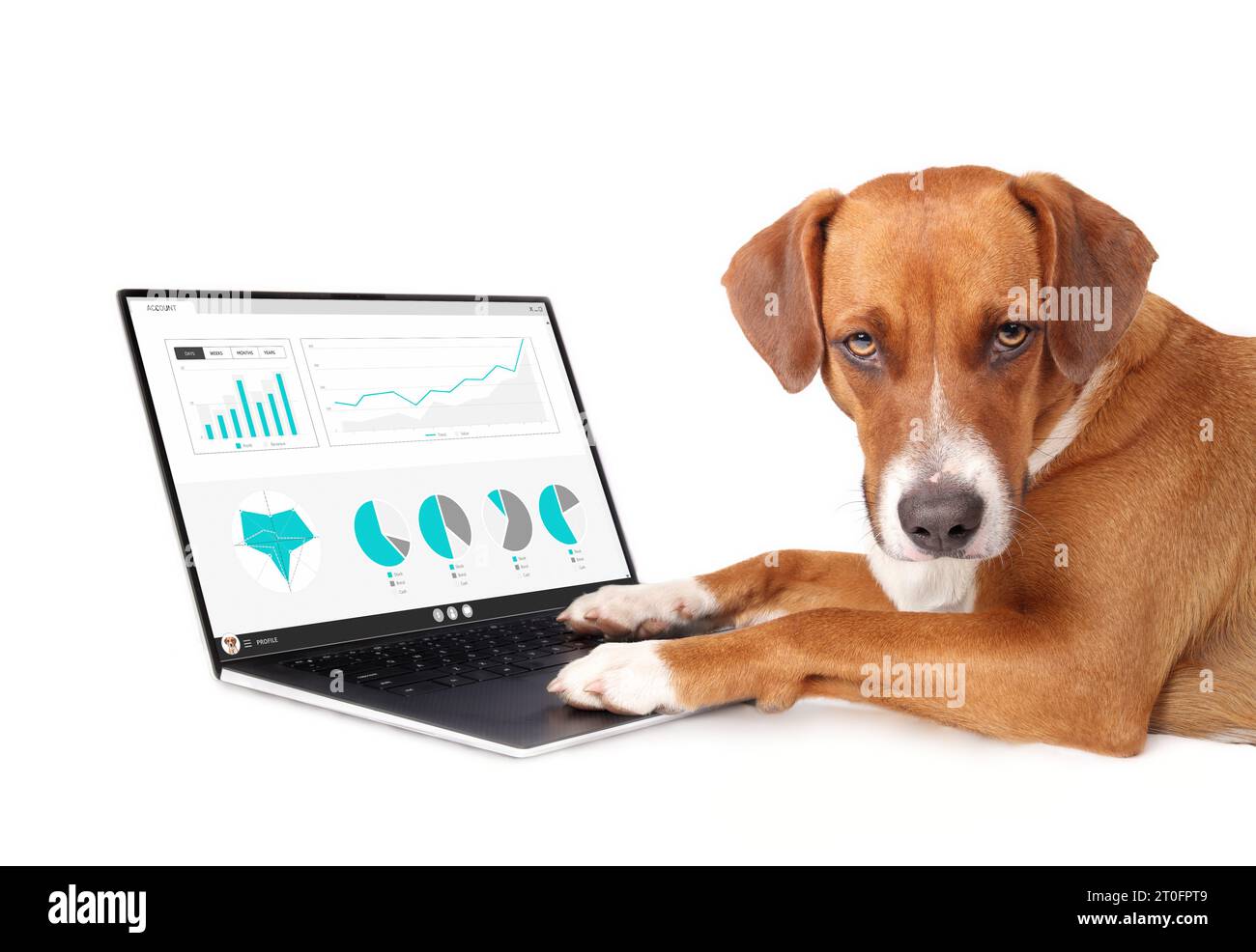 Data analyst funny hi-res stock photography and images - Alamy