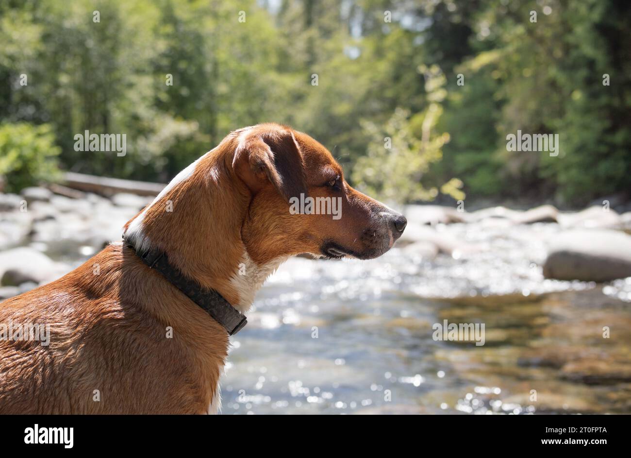 Curios dog staring at something in front of defocused river and forest ...