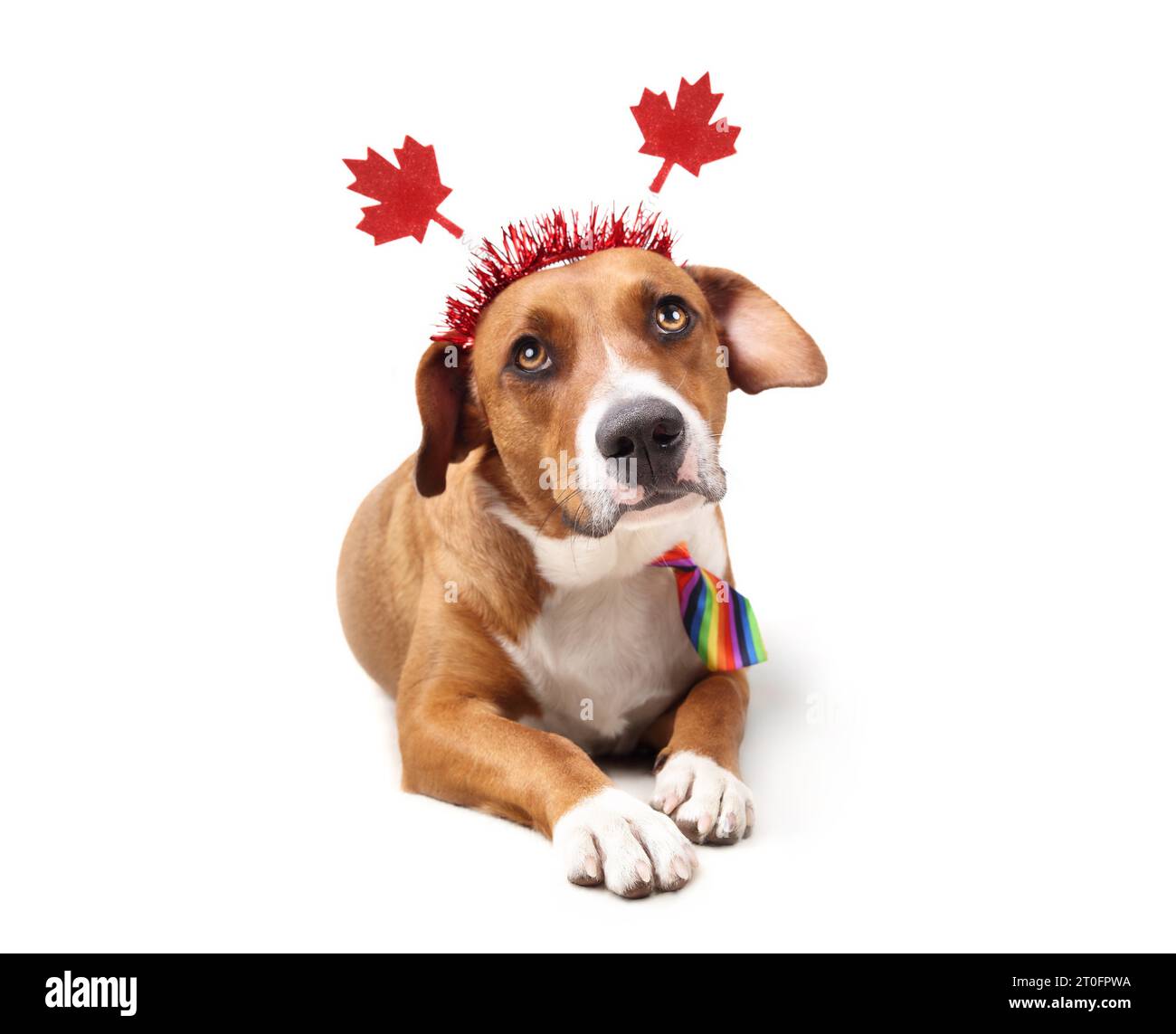 Cute beagle dog wearing Cut Out Stock Images & Pictures - Alamy