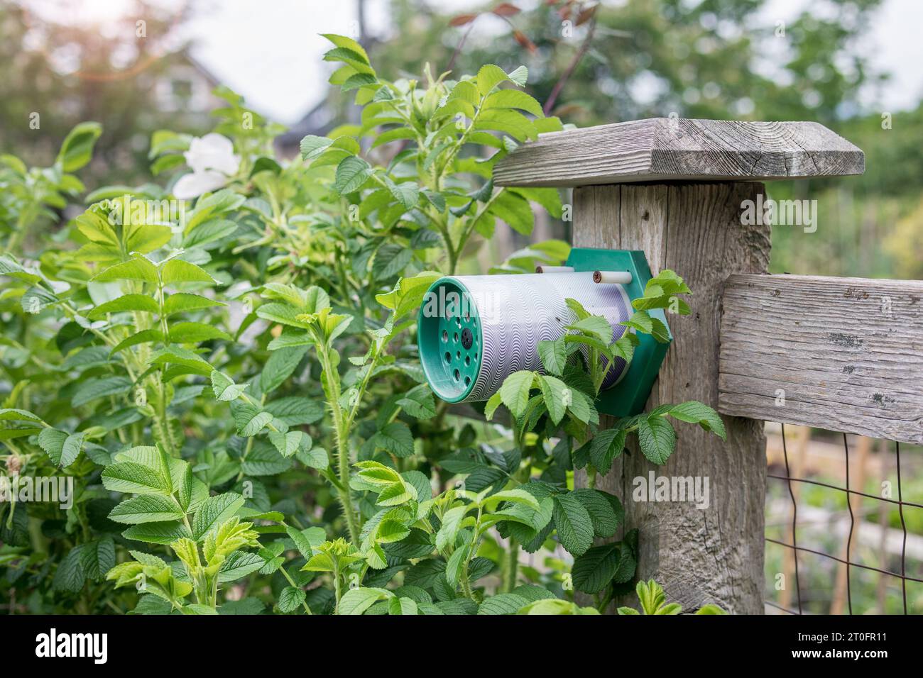 Solitary bee house on garden fence pool. Bee hotel or bug hotel for ...