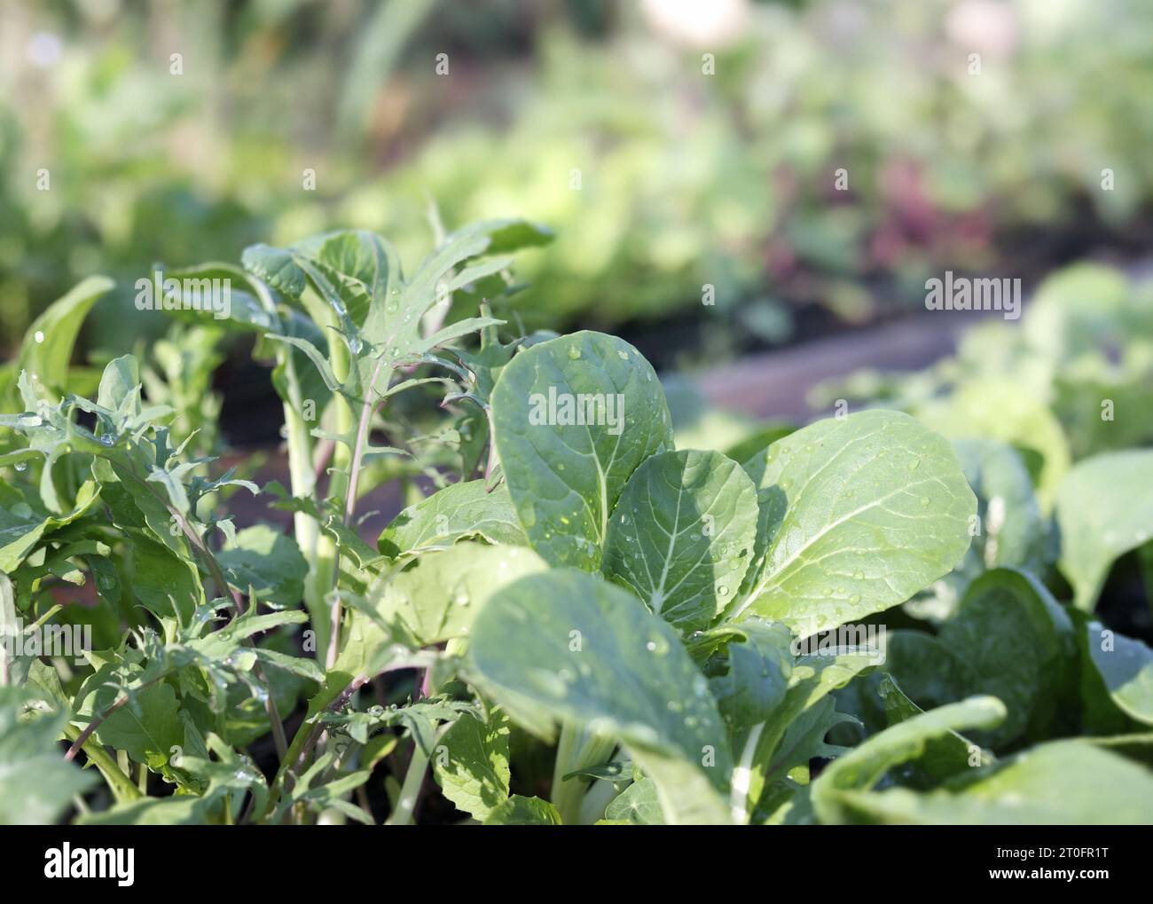 Kale and Bok choy in garden bed outside. Spring vegetables garden ...