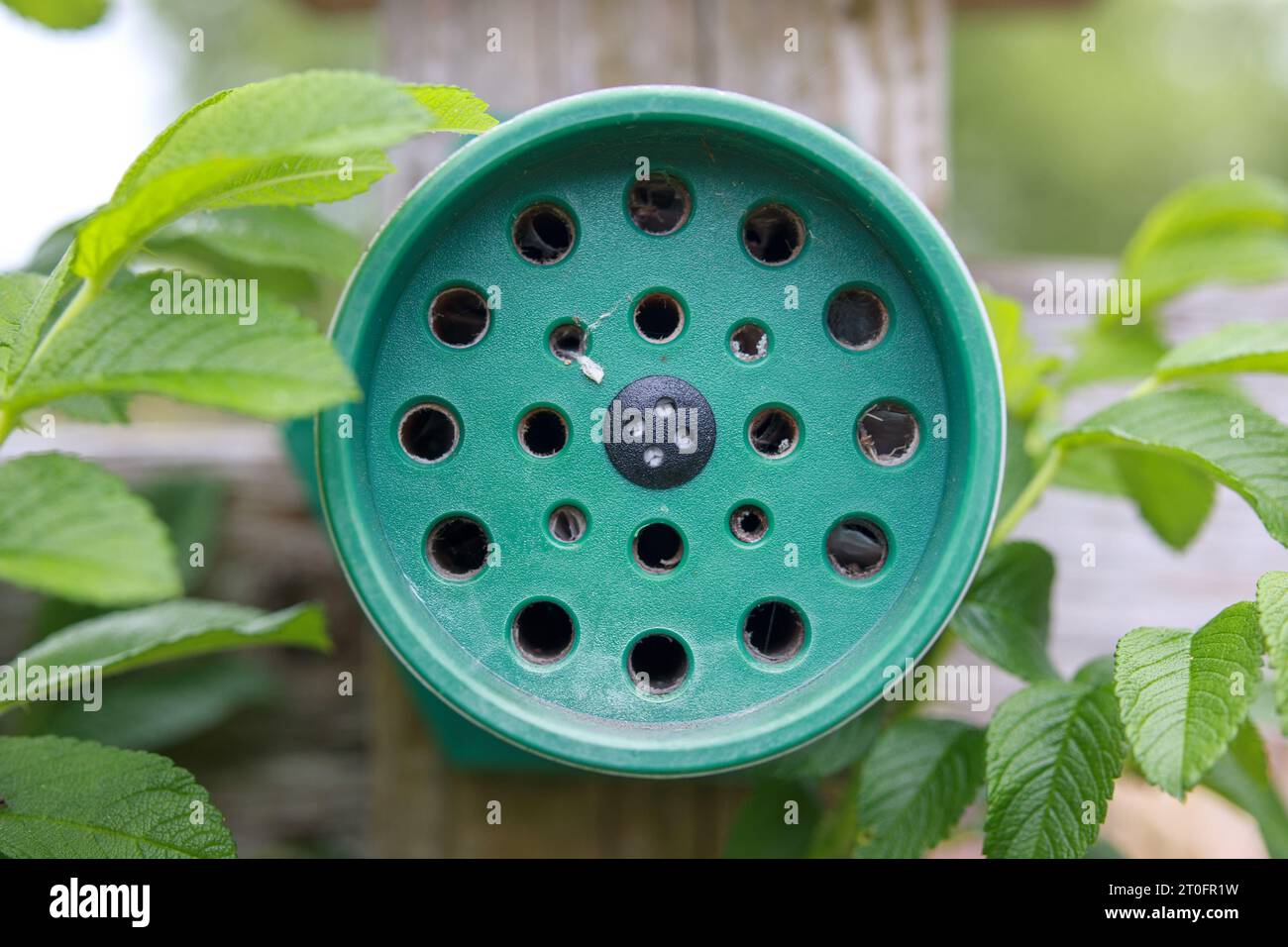 Solitary bee house, close up. Bee hotel or bug hotel for solitary bee ...