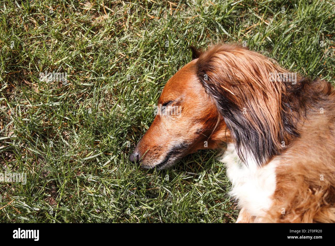 Red dachshund sleeping in grass. Top view of cute long hair wiener dog ...