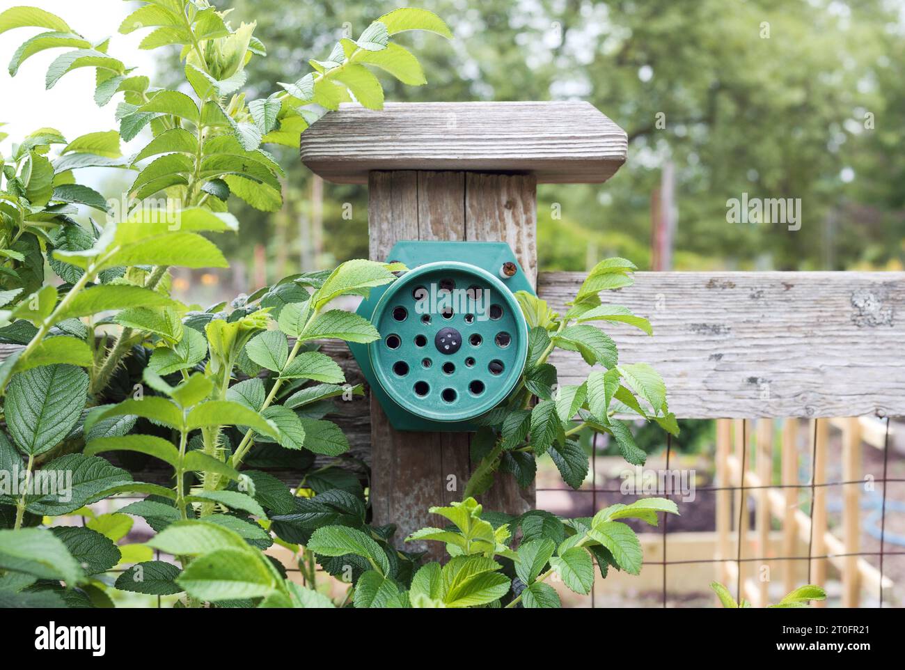 Solitary bee house on garden fence pool. Bee hotel or bug hotel for ...