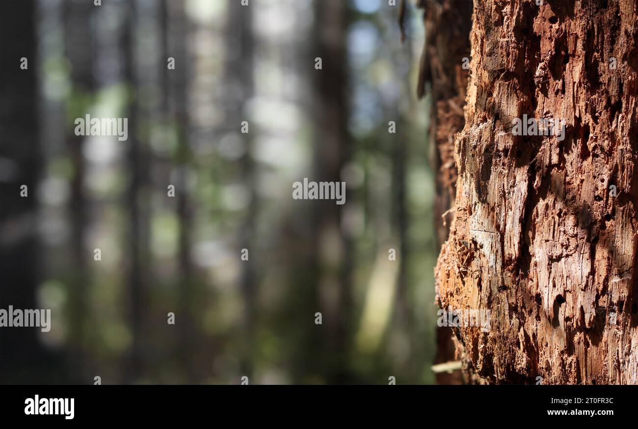 Abstract rotten tree standing in forest. Close up of decomposing ...