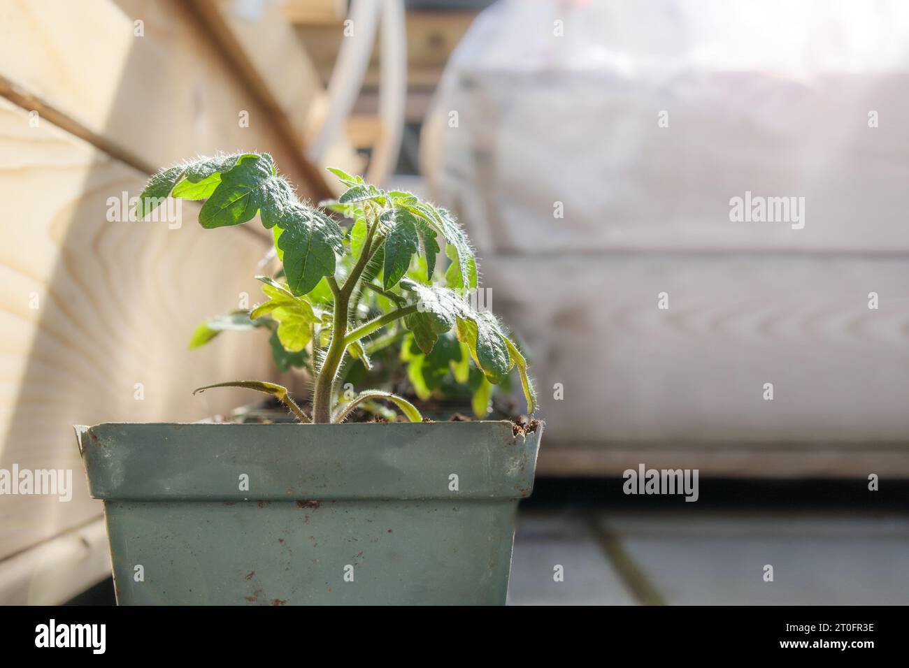 Young cherry tomato seedling acclimating to the outdoors on balcony or patio. Plants started ...