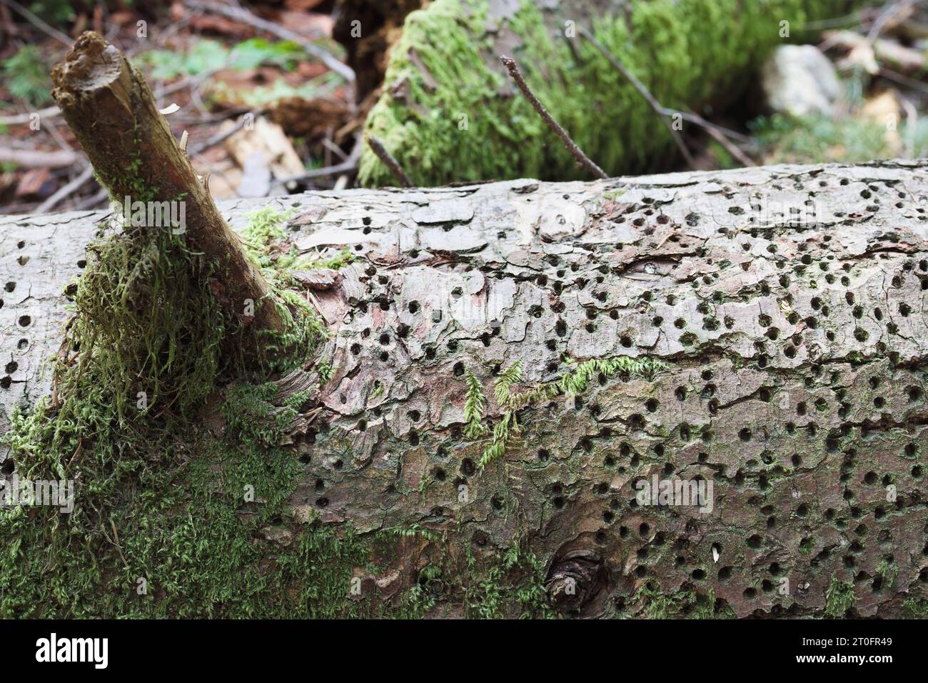 Many Holes In Bark From Wood Boring Insect Or Bark Beetle In Forest Signs Of Woodboring Beetle