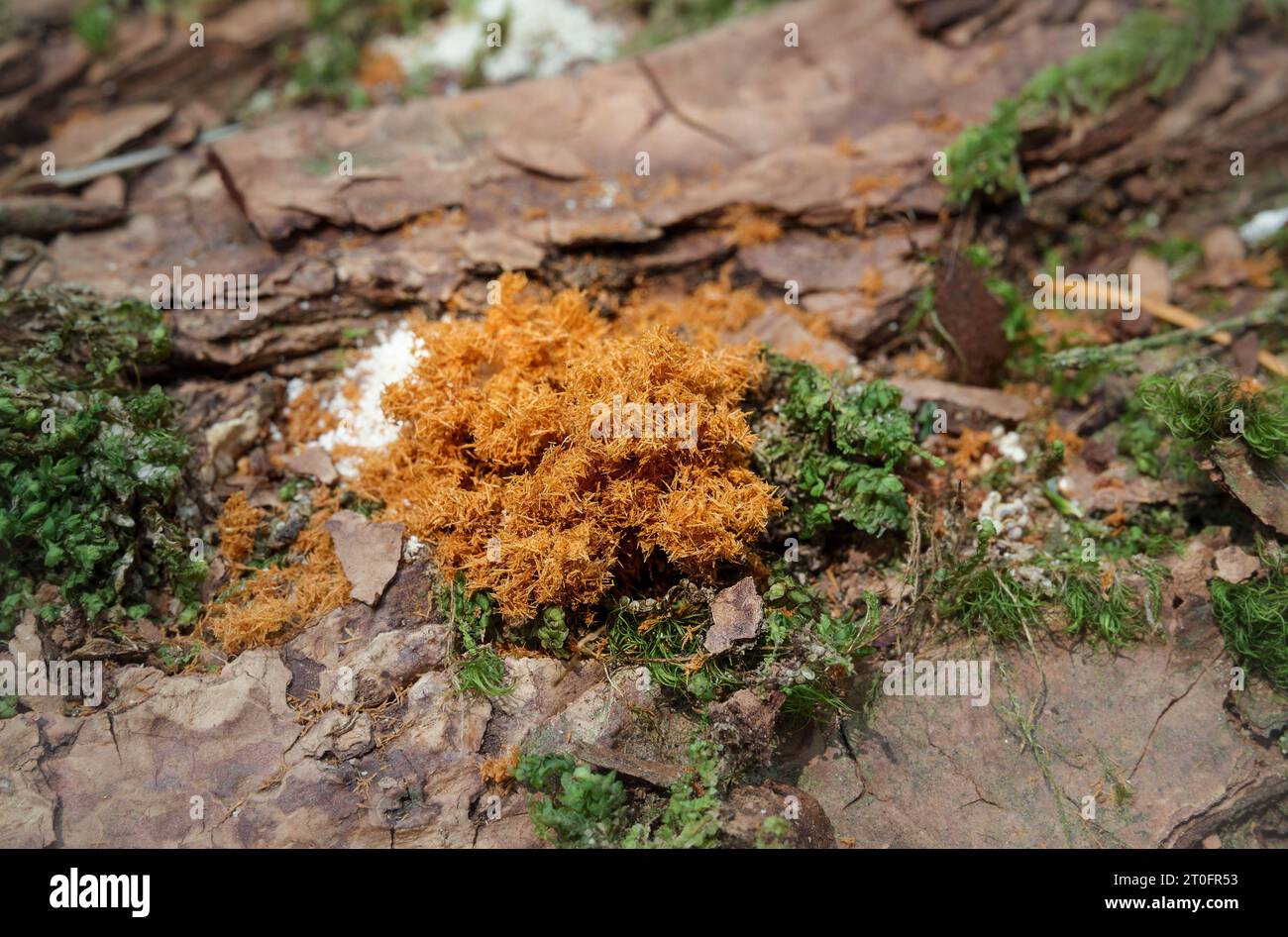Pinworm hi-res stock photography and images - Alamy