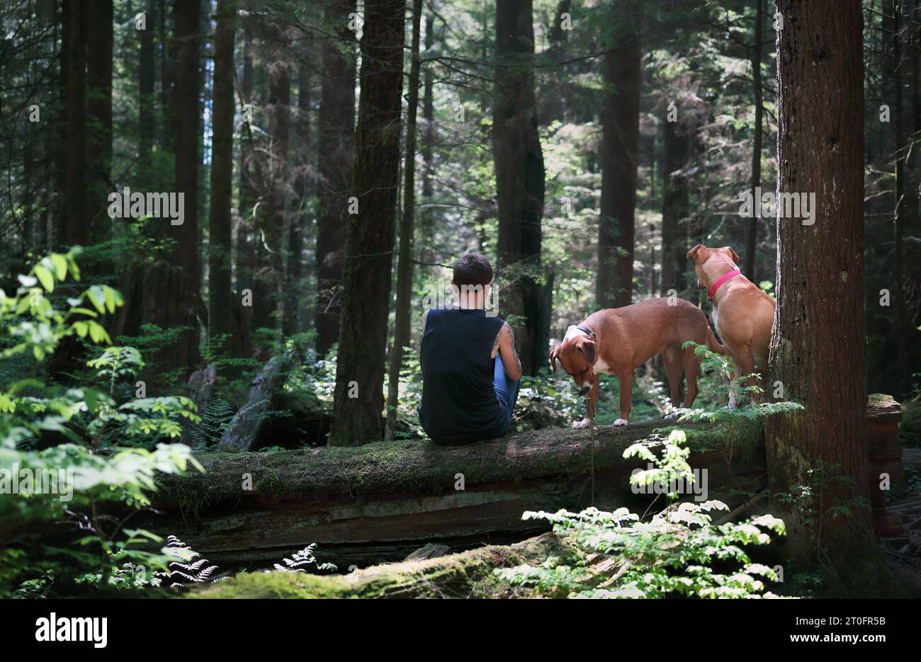 Back view of woman with dogs taking a break in forest while sitting on ...
