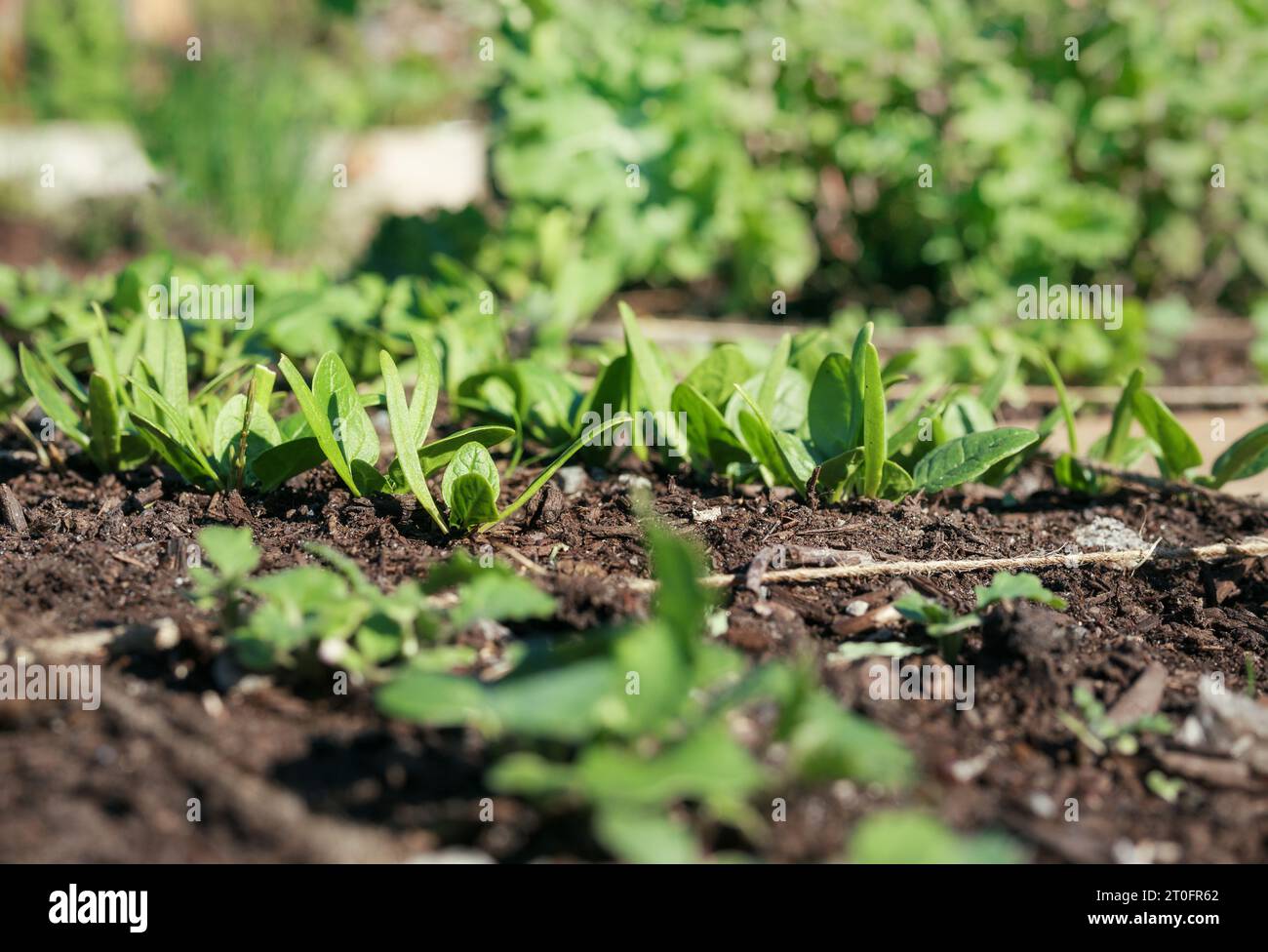 Many spinach seedling in garden with defocused vegetables. Spring ...