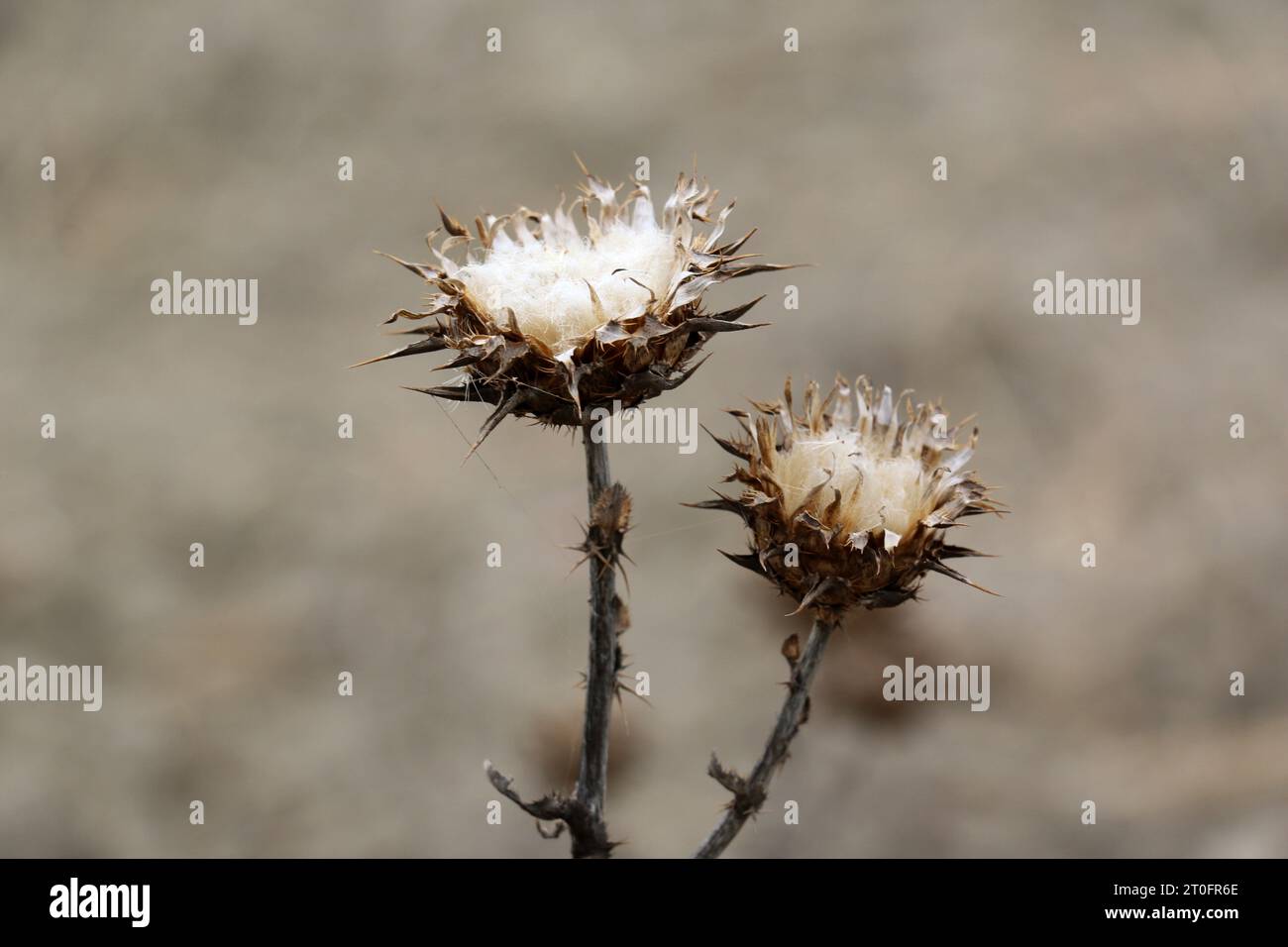 Naturally Dried Flowers in the Nature Stock Photo - Alamy