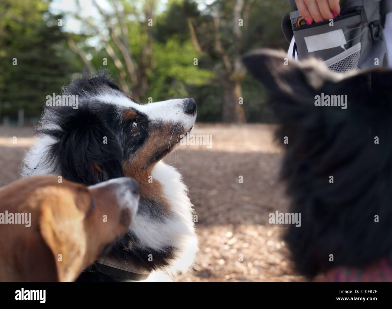 group of dogs in a training of obedience Stock Photo - Alamy