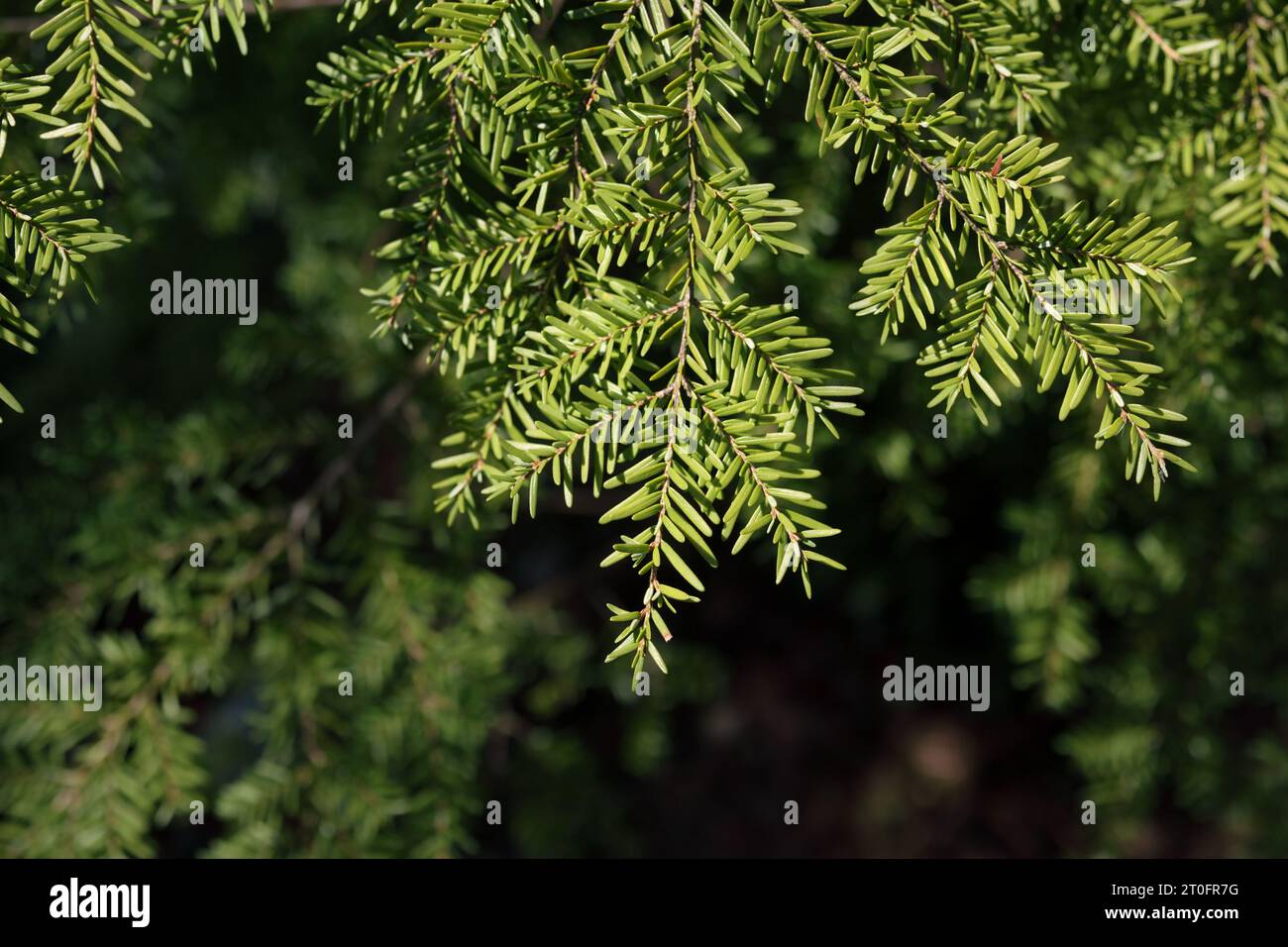 Hemlock tree hi-res stock photography and images - Alamy