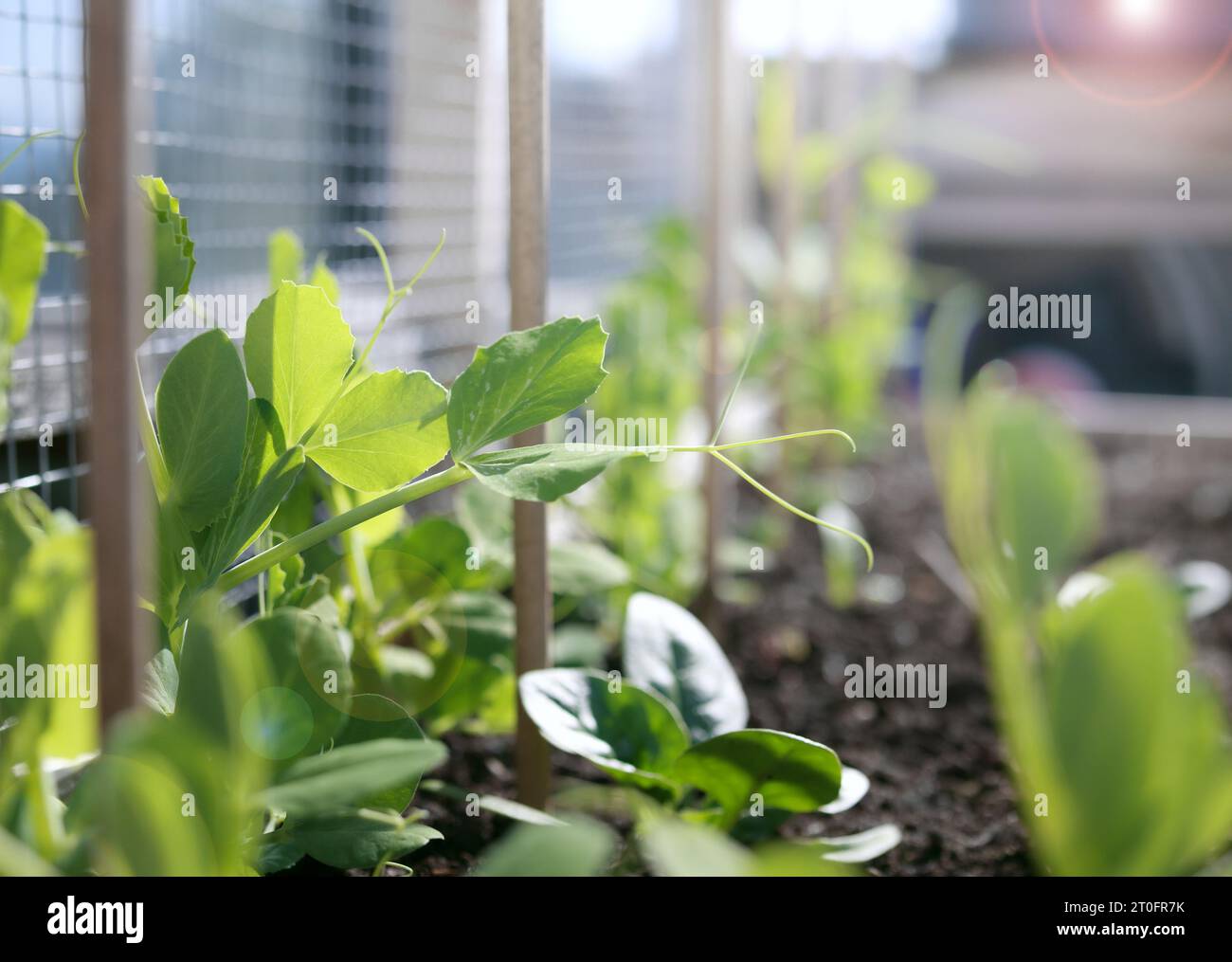 Climbing pea vines reaching out for hold. Abstract and defocused snap ...