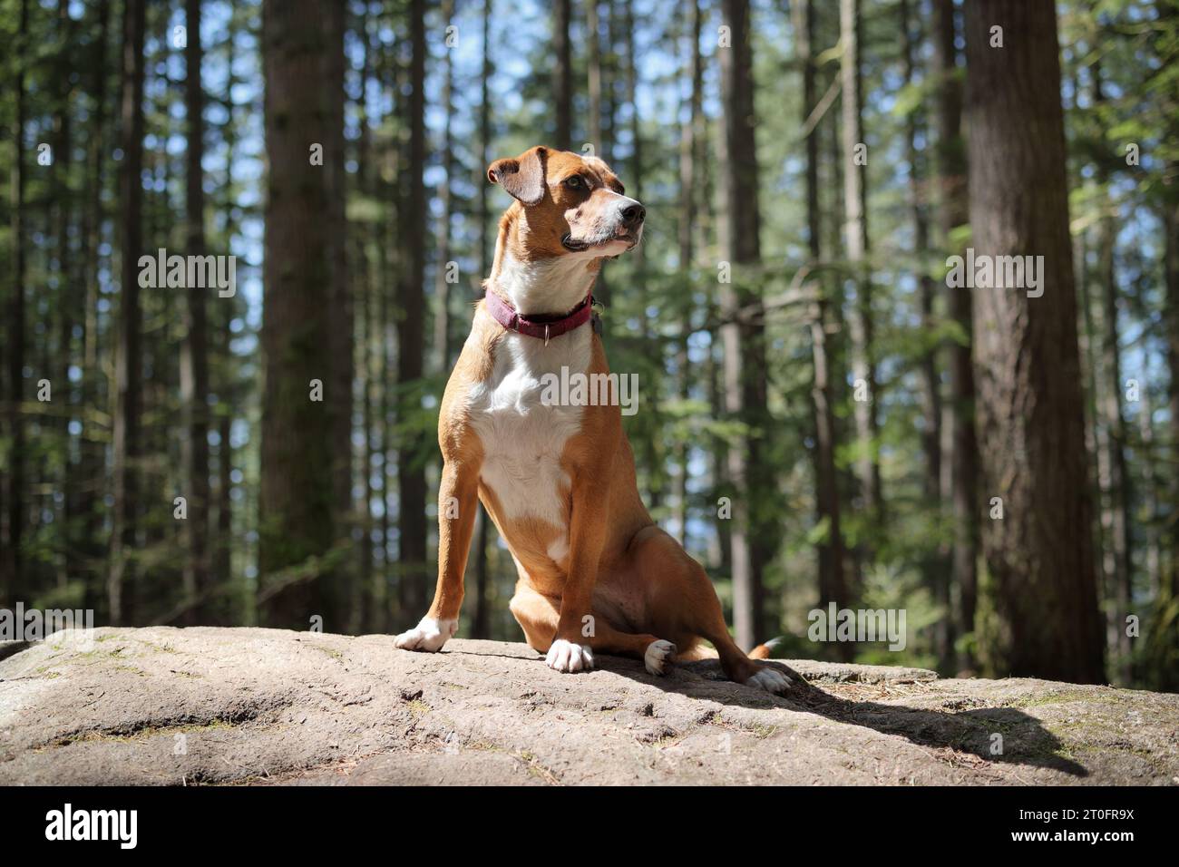 Relaxed dog sitting on rock in forest during trail hike on sunny day ...