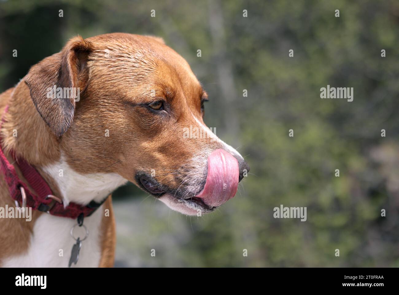 Dog licking lips and nose with long pink tongue on nature walk. Side ...