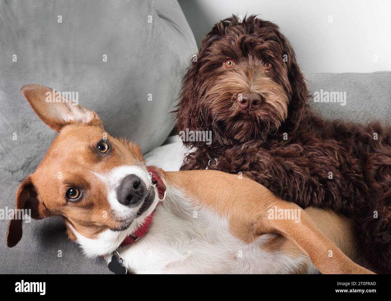 Dogs on top of each other while playing on sofa. Puppy dog friends ...