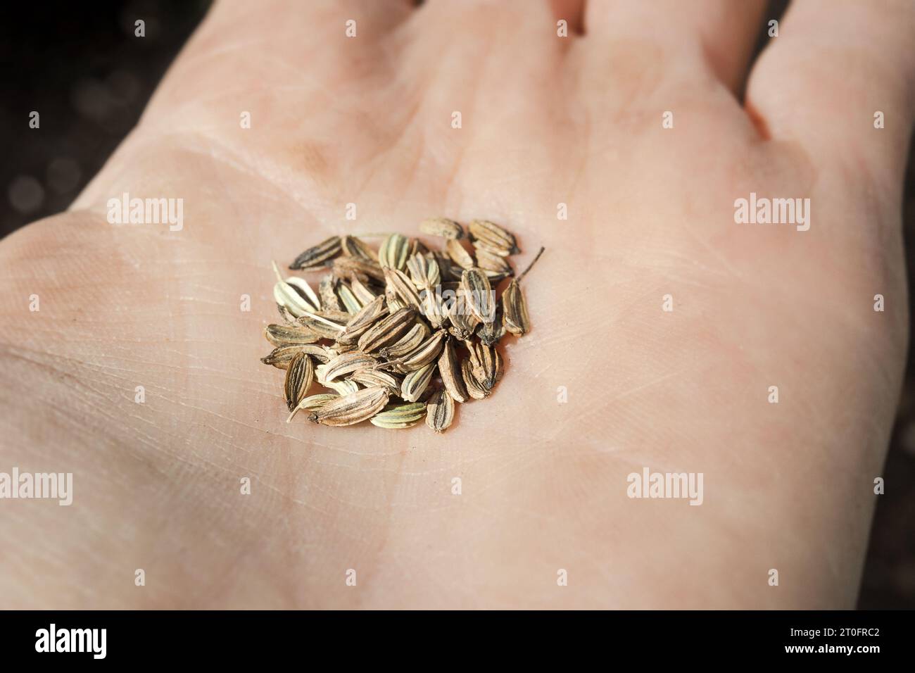 Hand holding fennel seeds for planting in garden. Close up. Pile of ...