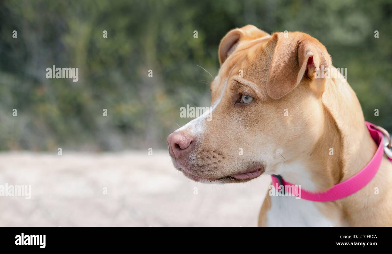 Side view of dog with defocused nature background. Large puppy dog ...