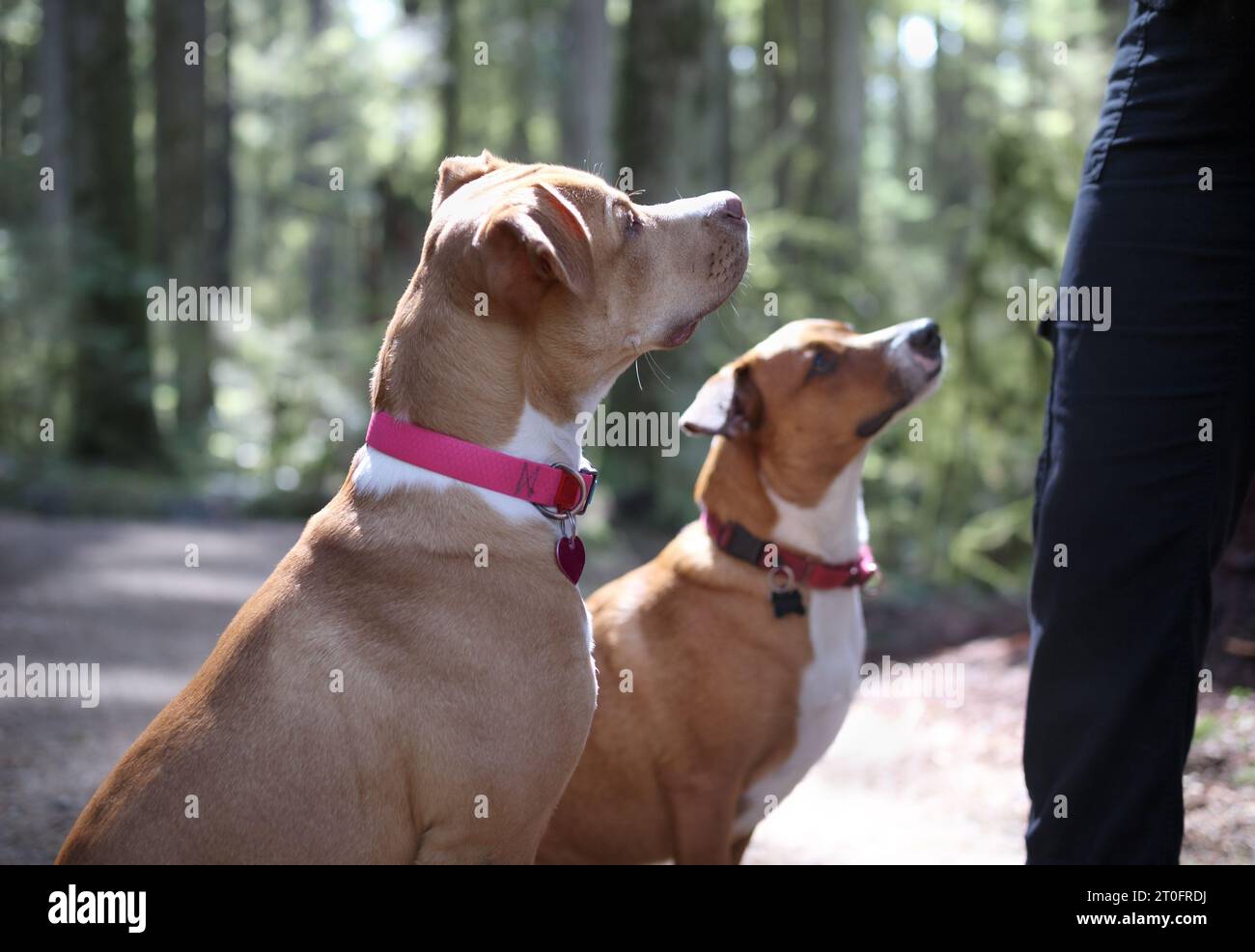 Two dogs in forest looking up at person for treat or obedience training ...