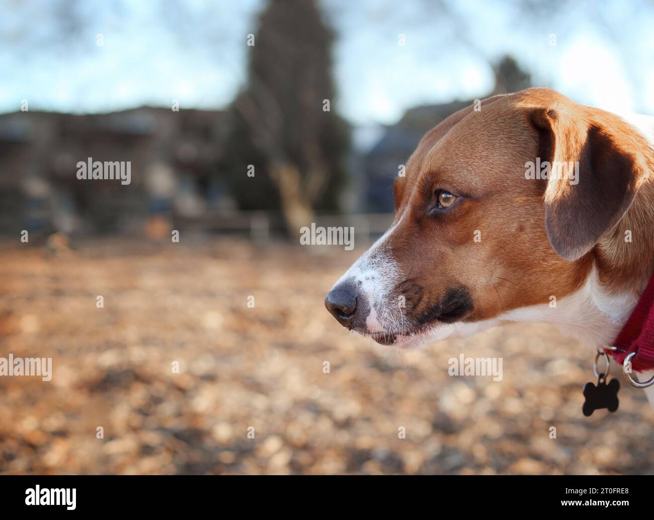 Side profile of dog in park on a sunny morning, close up. Cute puppy ...