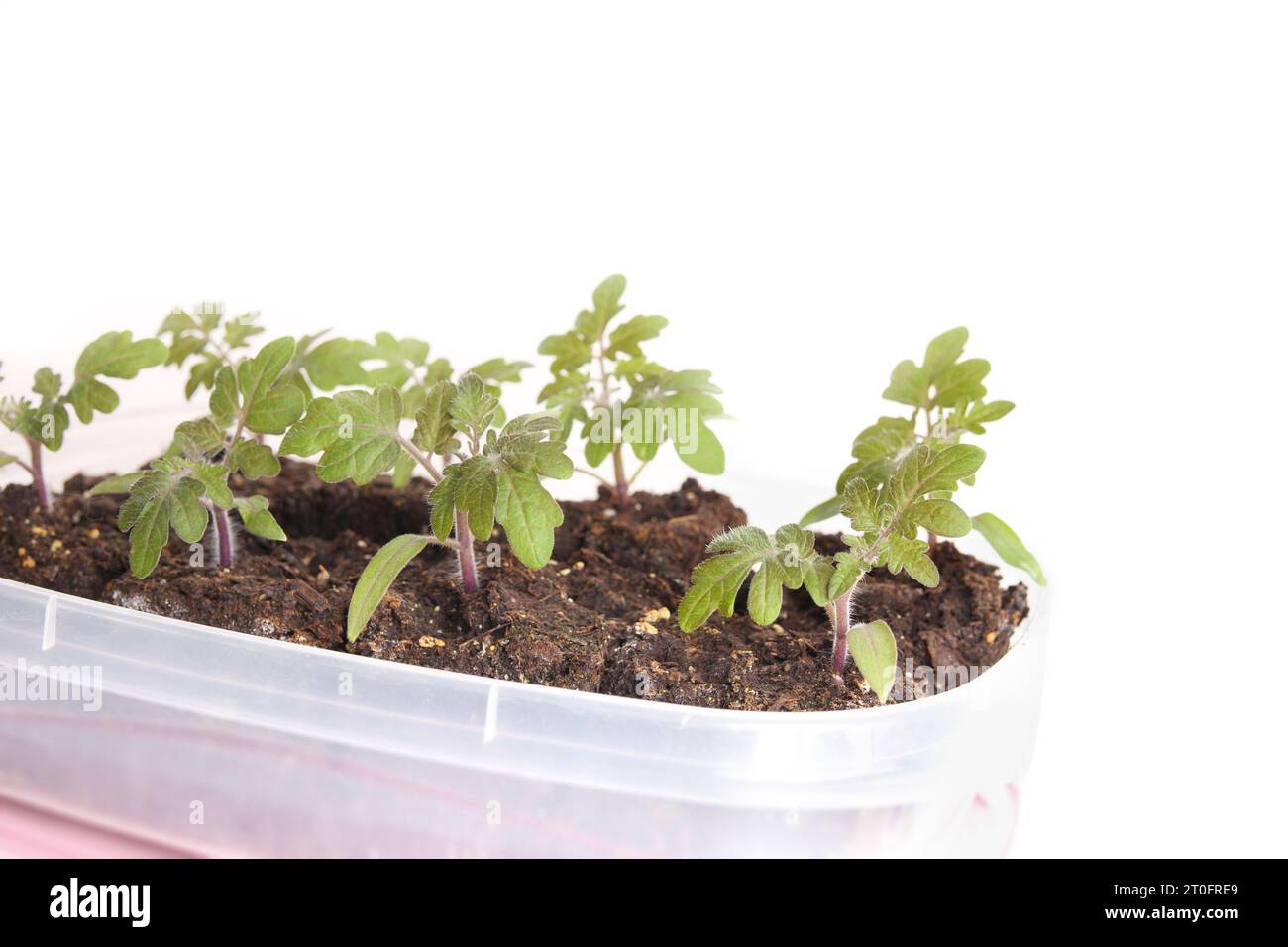 Cherry tomato seedlings started indoor on window sill or greenhouse ...