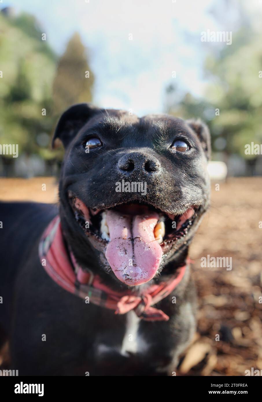 Happy dog smiling with tongue sticking out at the park. Head shot of ...