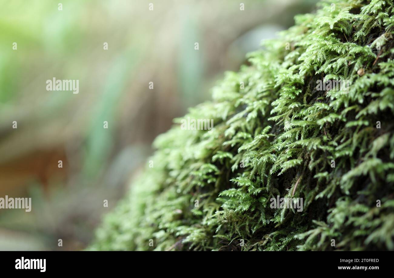 Moos on tree trunk in forest with defocused foliage. Forest floor ...