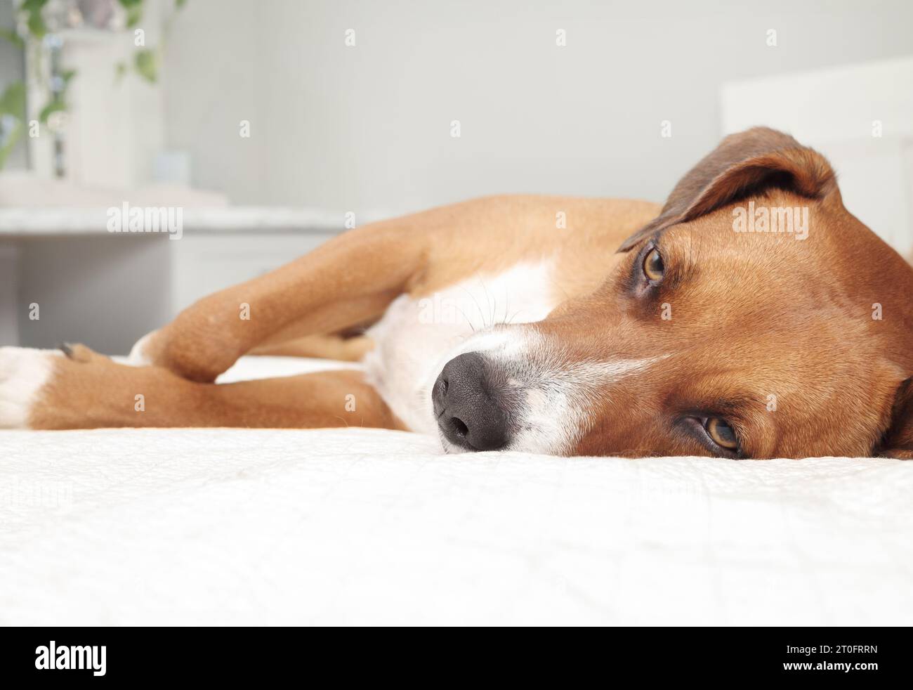 Relaxed dog lying on bed. Cute puppy dog resting stretched out while ...