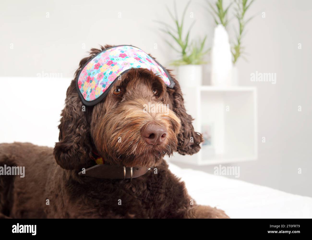 Dog with sleeping mask in bedroom. Relaxed puppy dog wearing a ...