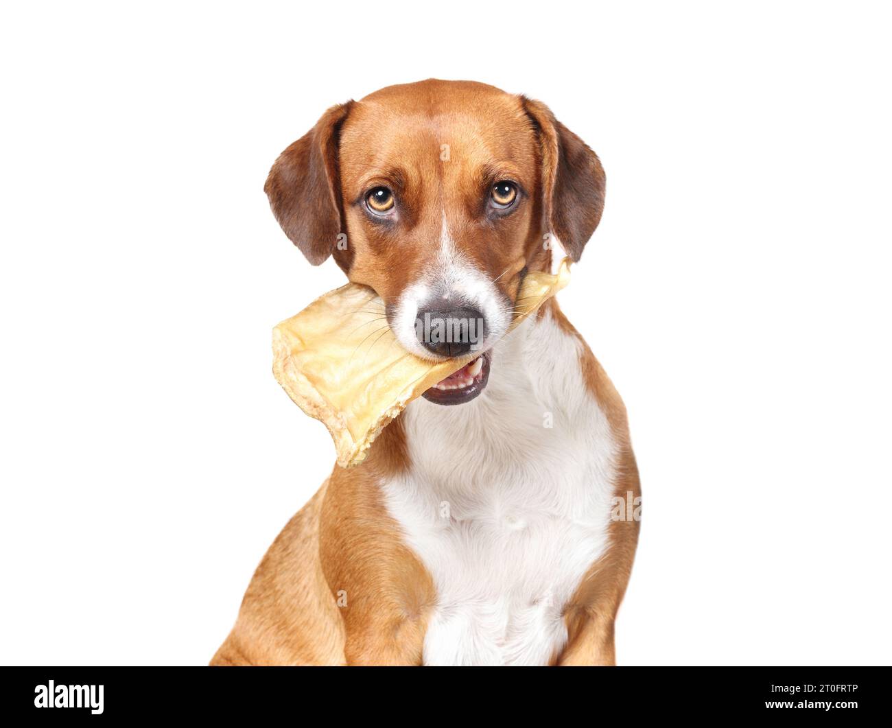 Dog with chew ear in mouth looking at camera. Cute puppy dog sitting ...