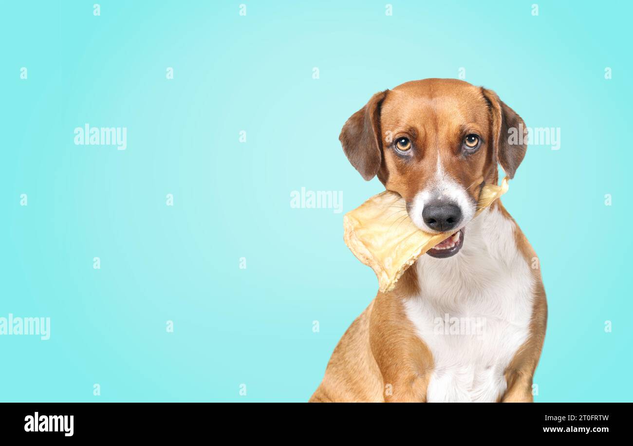 Dog with chew ear in mouth on blue background. Cute puppy dog sitting ...