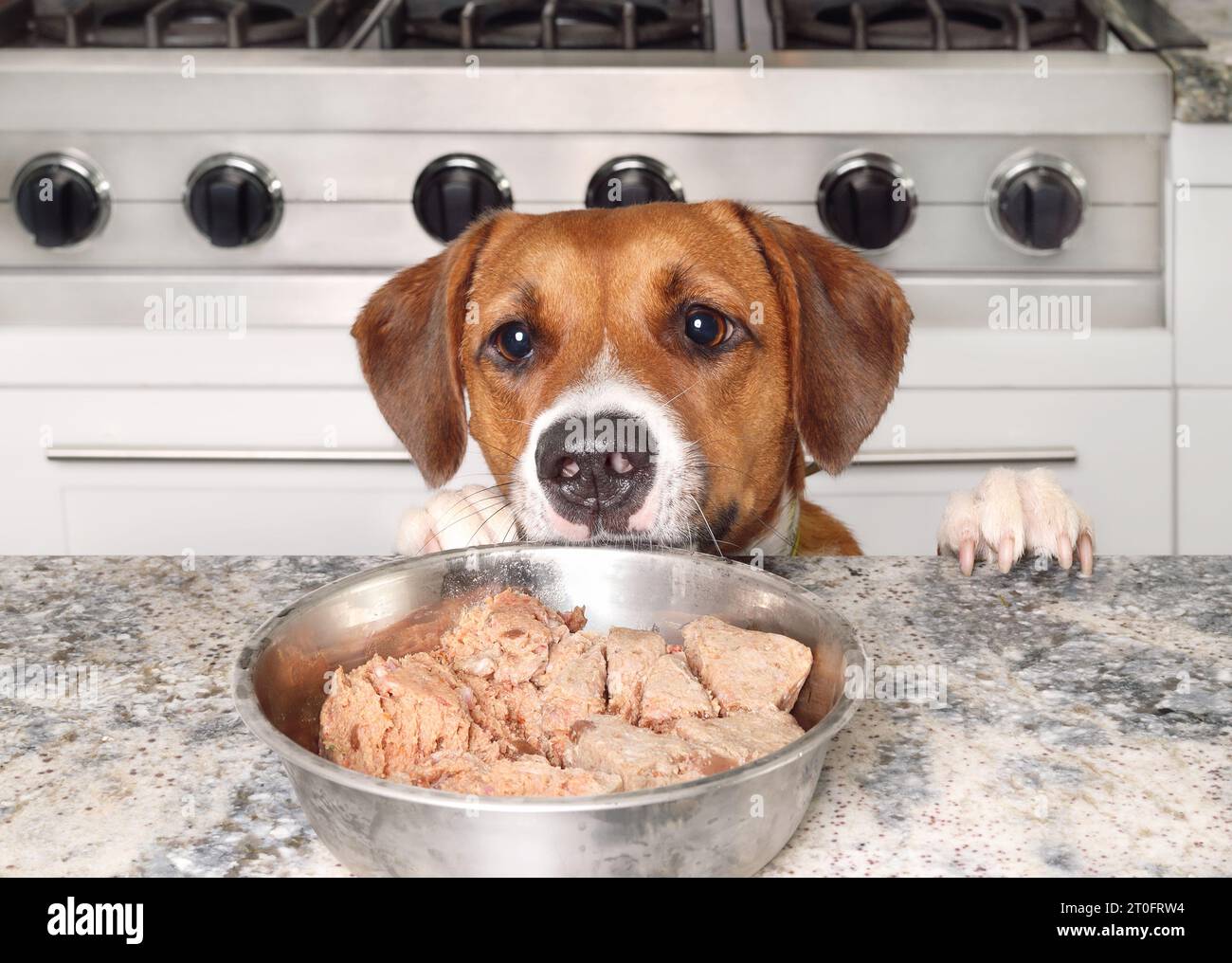 Paws on counter hi-res stock photography and images - Alamy