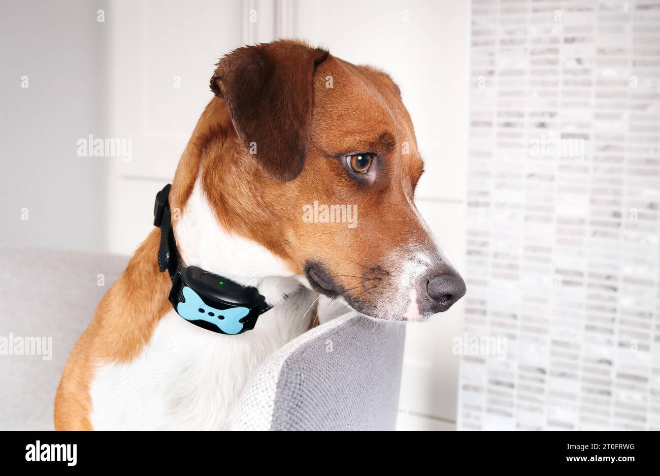Dog with bark collar active. Side profile of cute dog sitting alone in ...