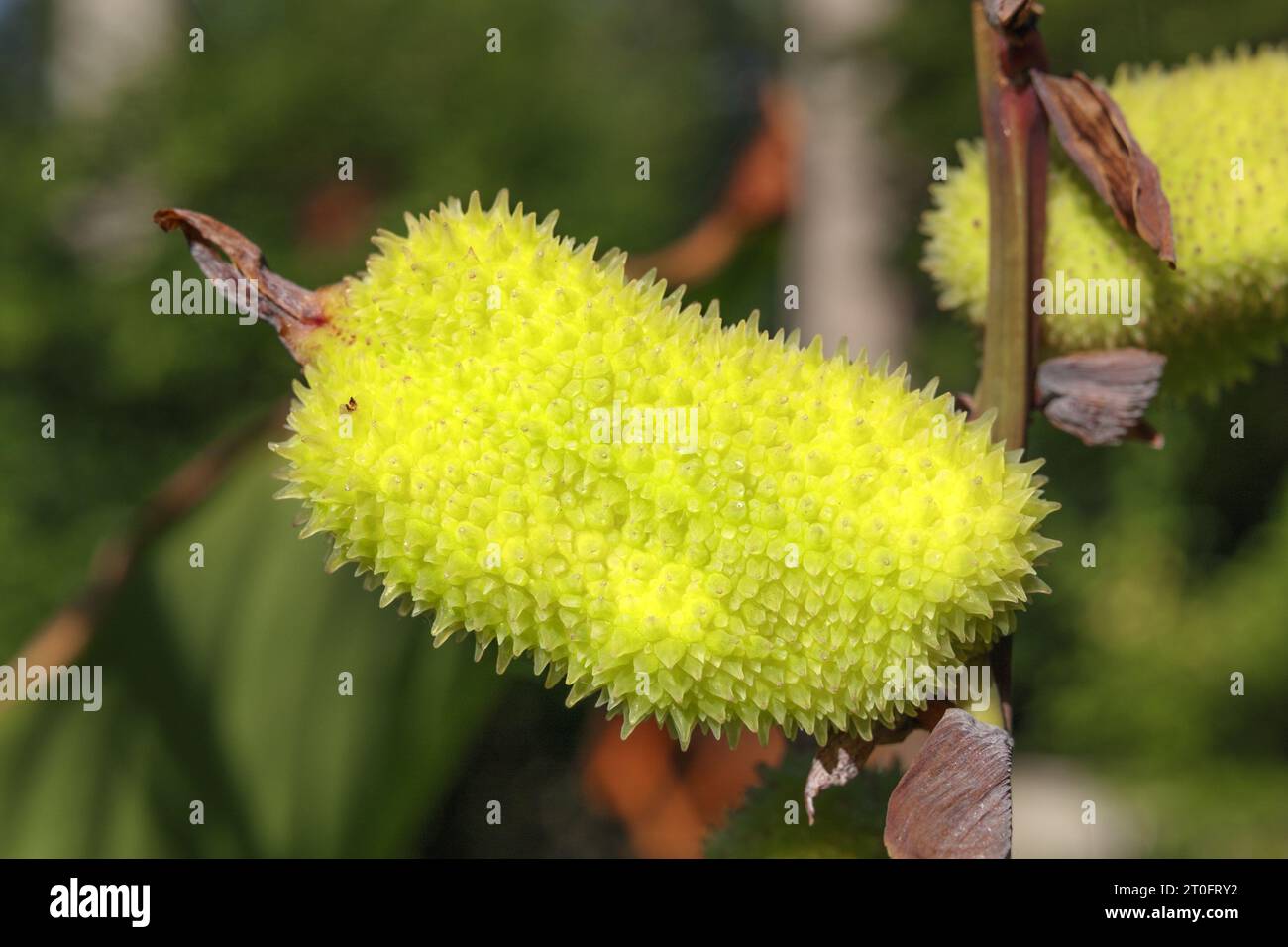 Lucifer canna lily hi-res stock photography and images - Alamy