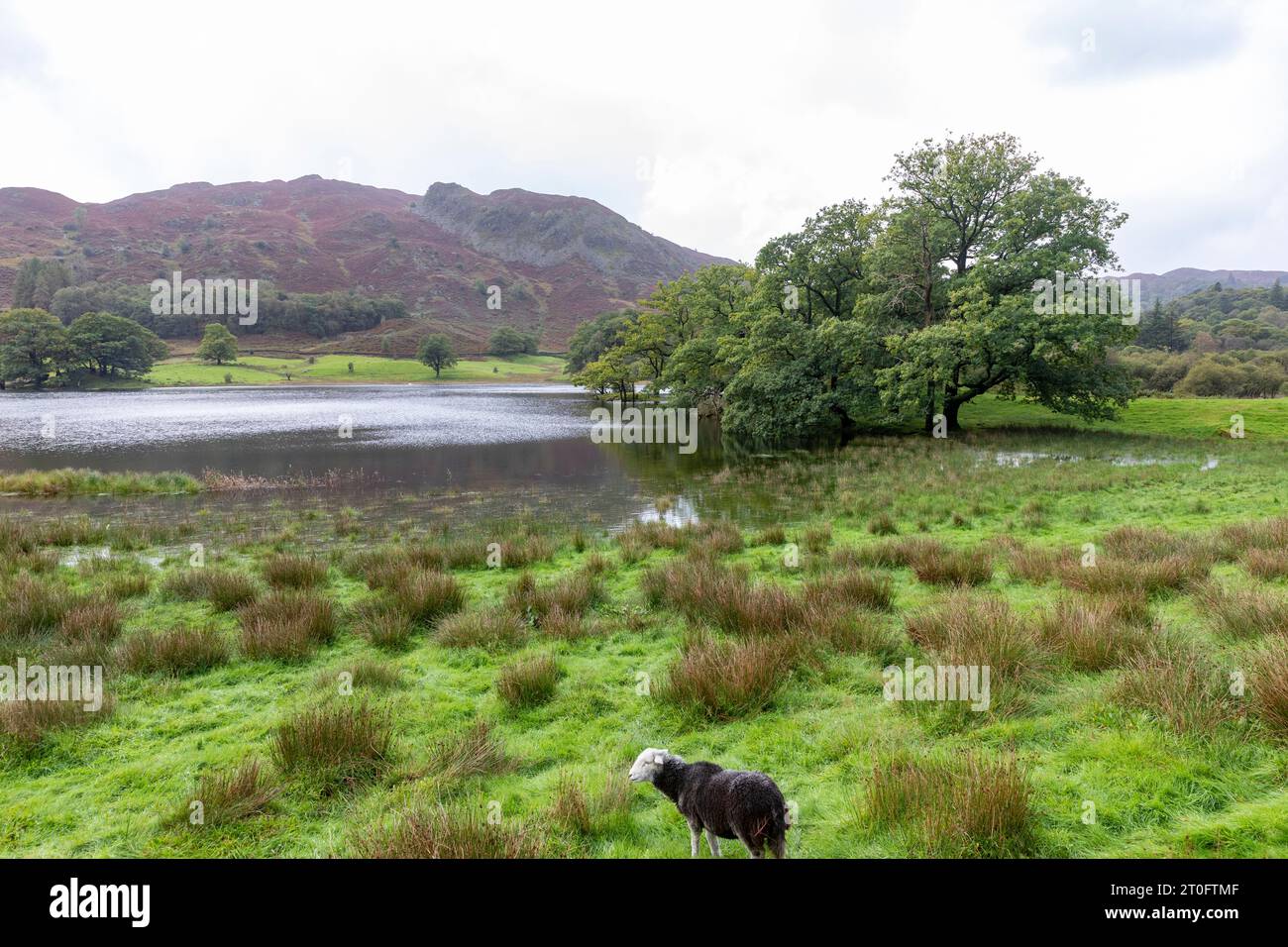 Rydal Water in Lake District National Park England,september 2023 ...