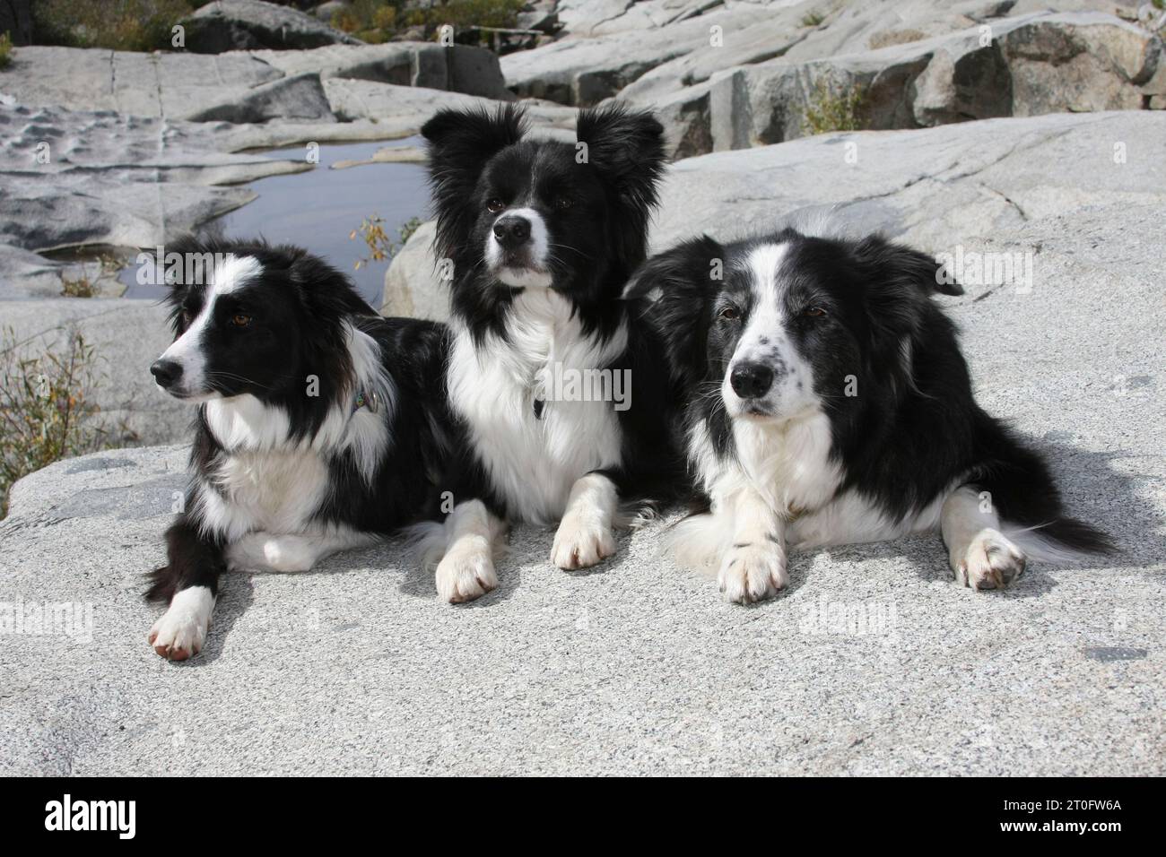 3 Border Collies lying on rocks by pool of water Stock Photo - Alamy