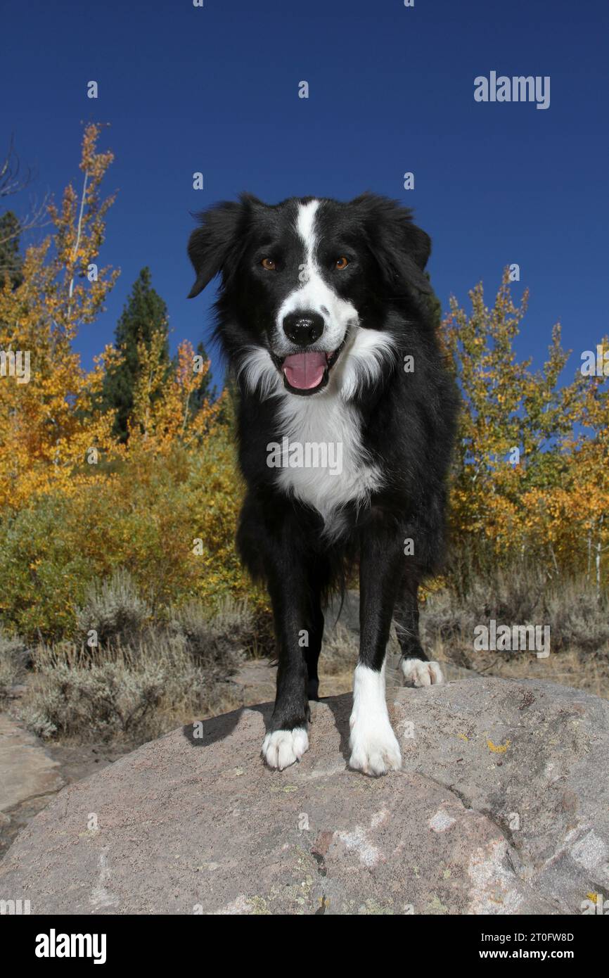 Border Collie standing on a rock with fall foliage and blue sky in ...