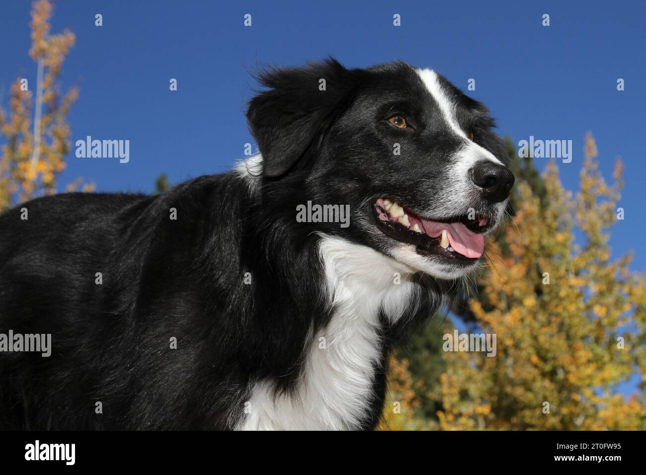 Border Collie portrait against fall foliage and blue sky Stock Photo ...