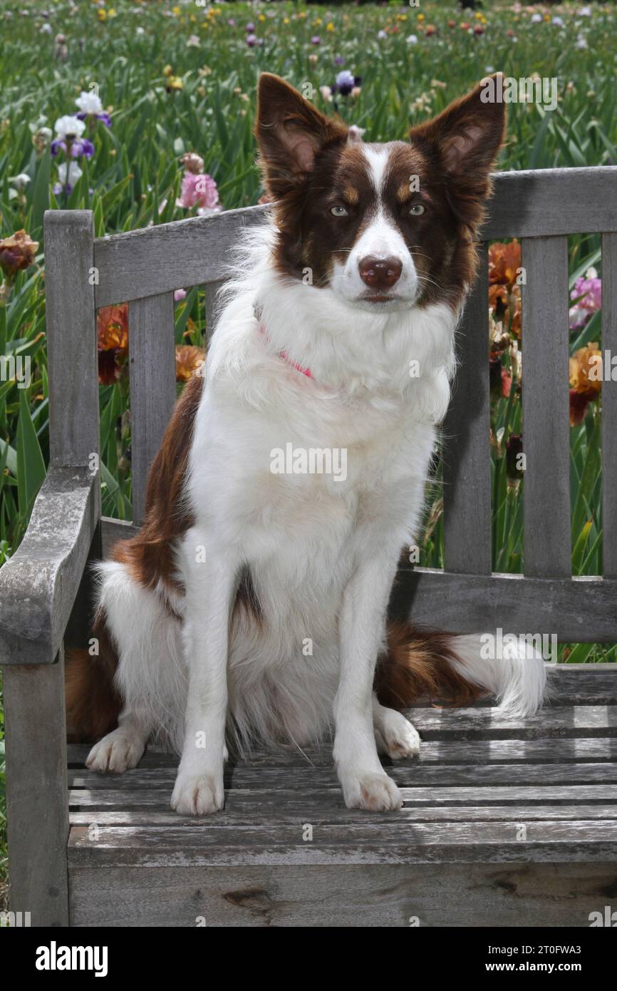 Border Collie sitting ona bench with Iris fields in background Stock ...