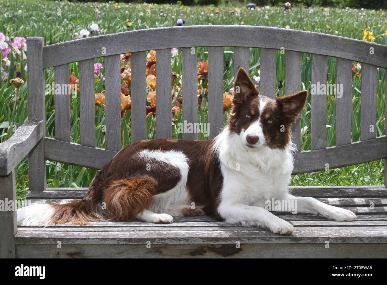 Border Collie lying on bench with Iris fields in the background Stock ...