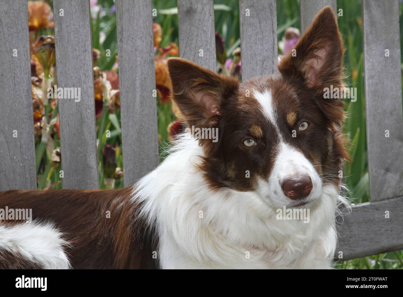 Border Collie portrait on a bench with flowers in background Stock ...