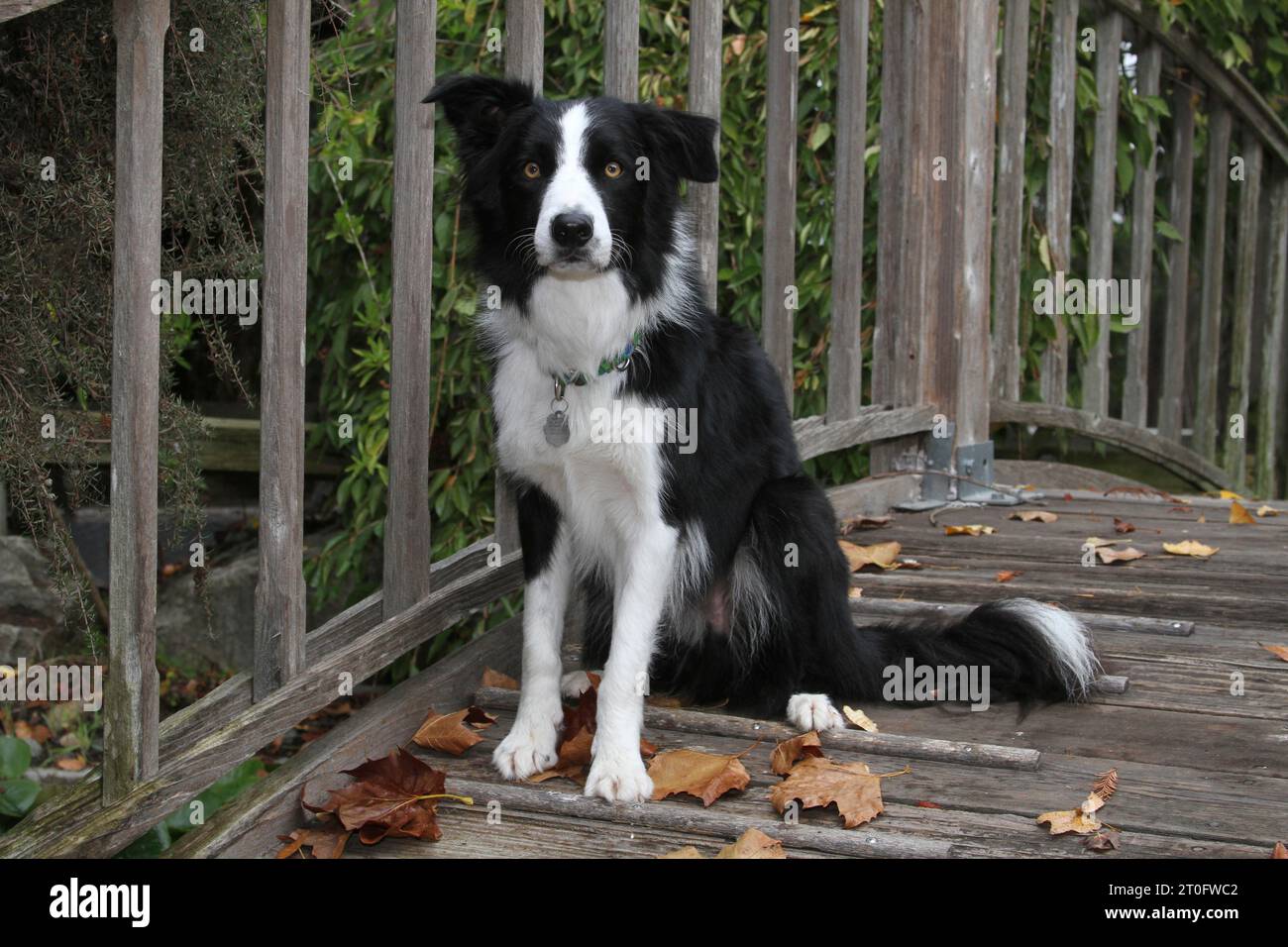 Garden border leaves animal hi-res stock photography and images - Alamy
