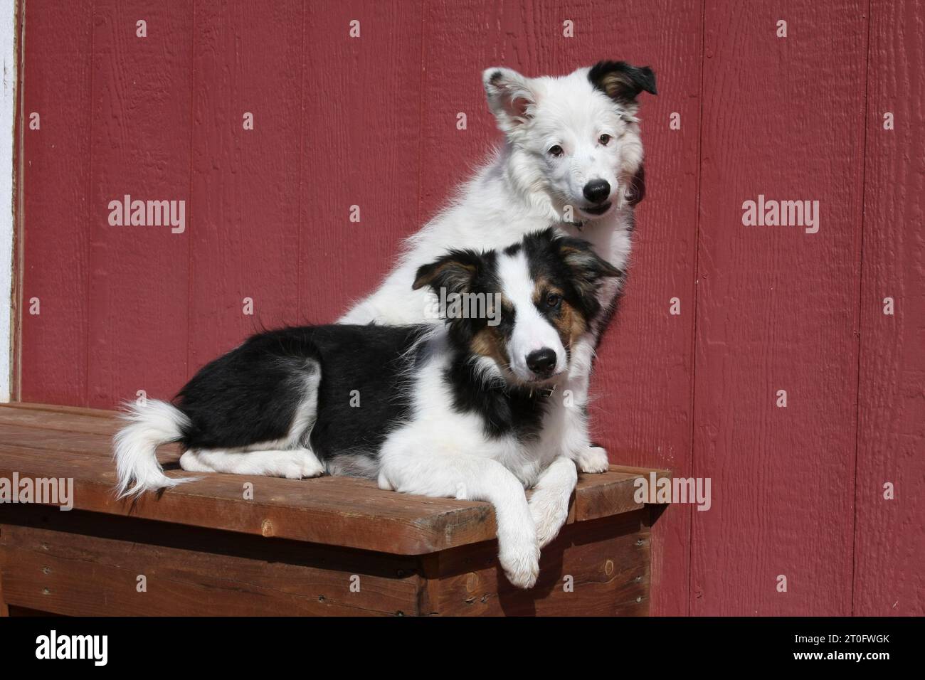 2 Border Collies, one sitting one lying on a wood bench in front of red ...