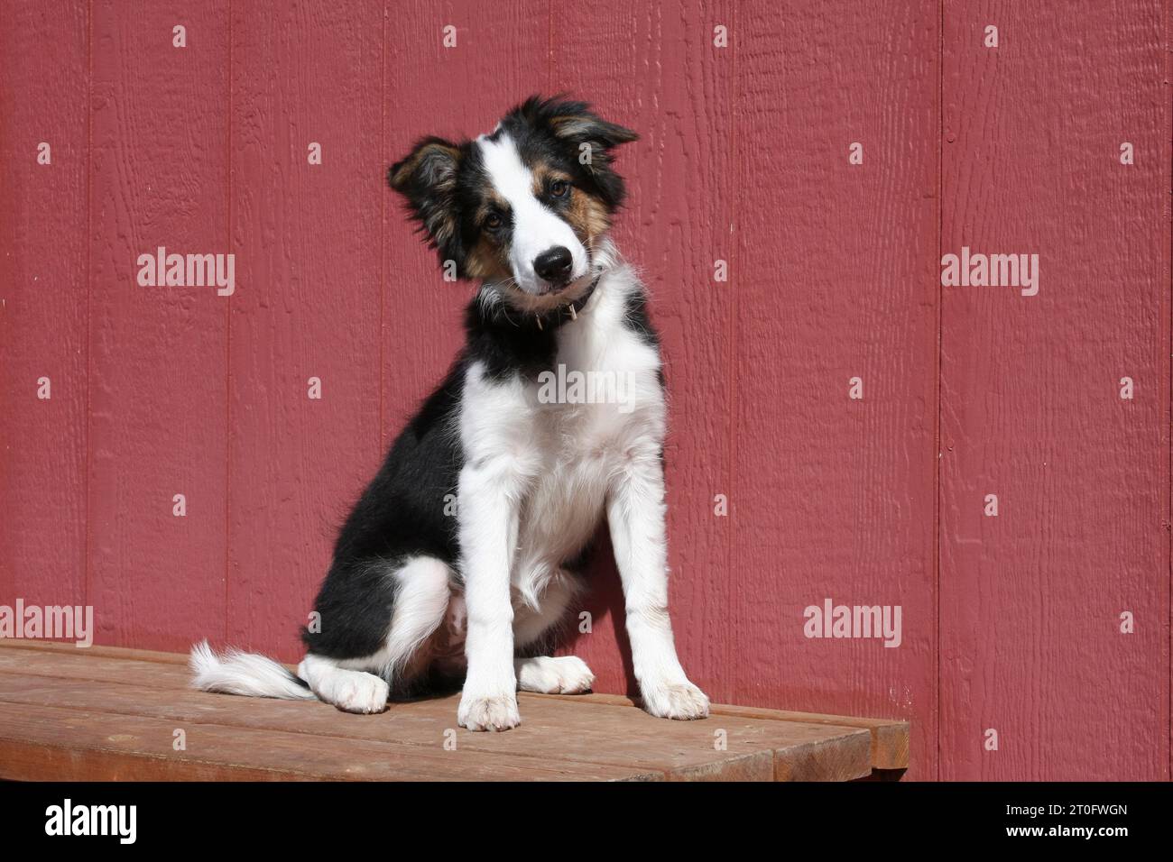 Border Collie sitting on wood bench in front of red barn wall Stock ...