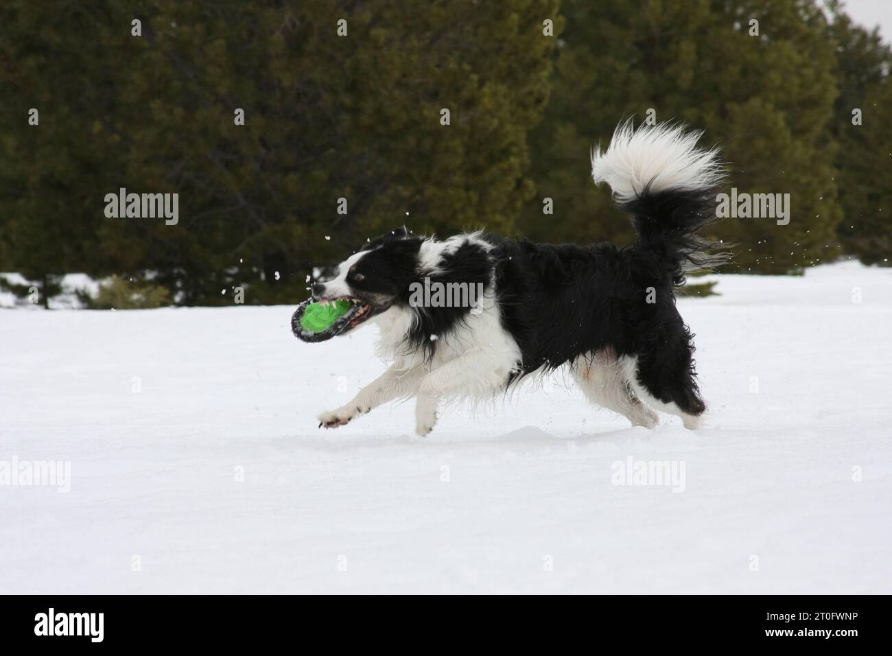 Border Collie running in snow with a frisbee in his mouth. Evergreen ...