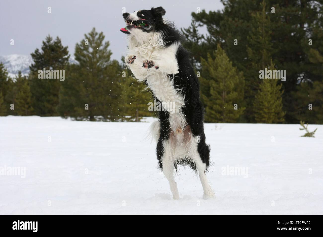 Border Collie in snow leaping in the air with frisbee in mouth ...