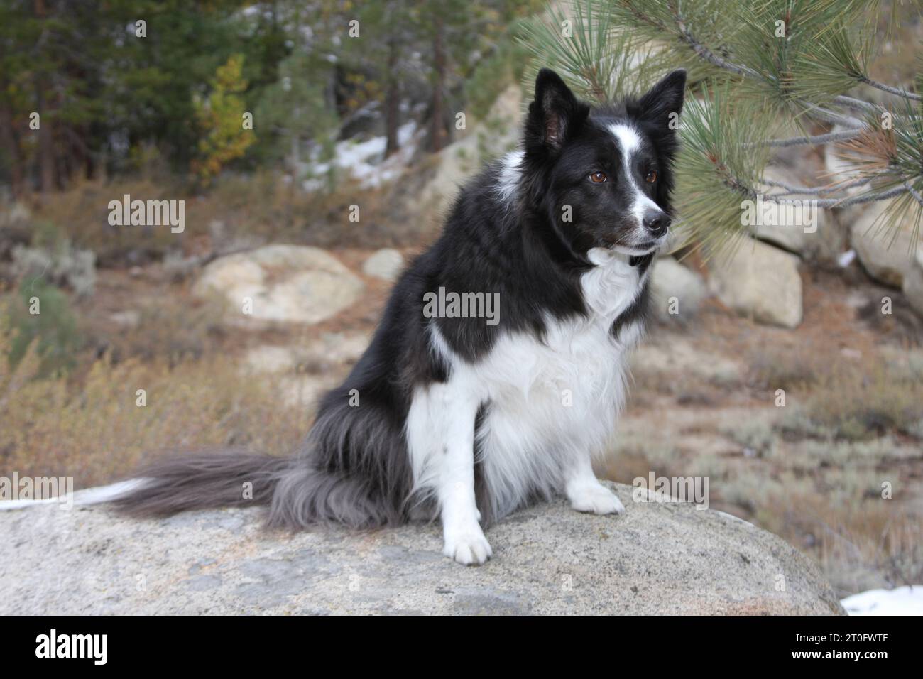Border collie on rock hi-res stock photography and images - Alamy