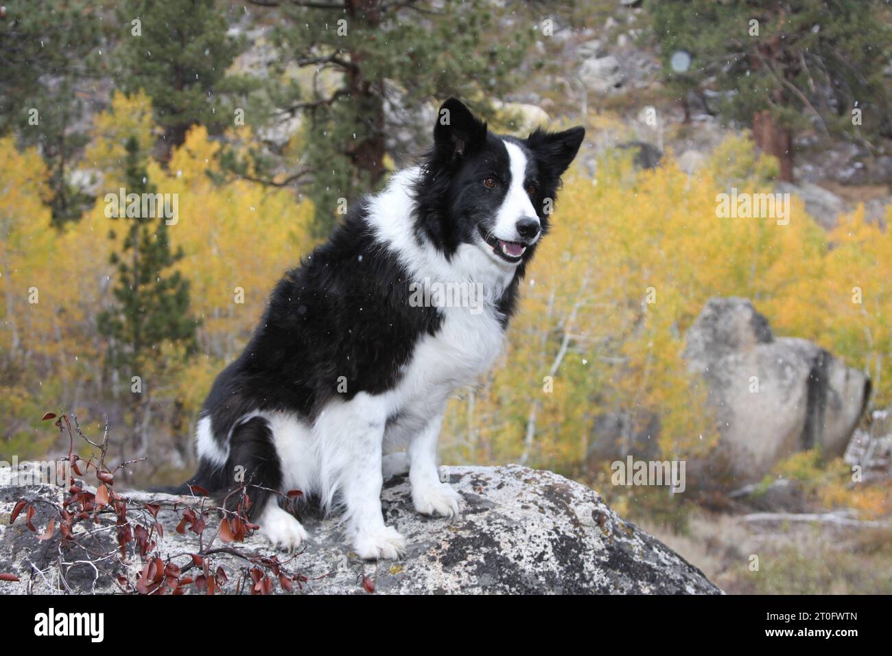 Border Collie sitting on rock. Trees in fall foliage in background ...