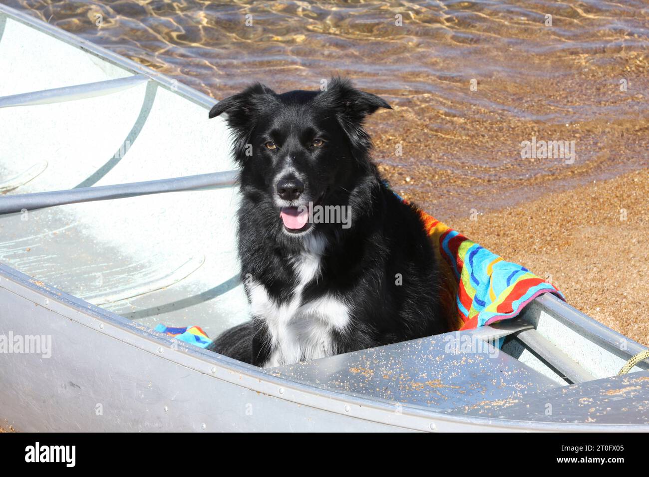 High energy border collie hi-res stock photography and images - Alamy